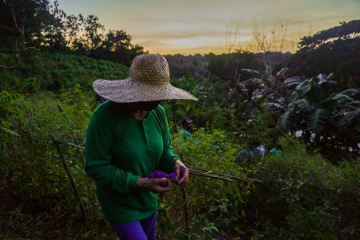 GINGA LAUNCHED ITS CORPORATE VIDEO – Ginga Food